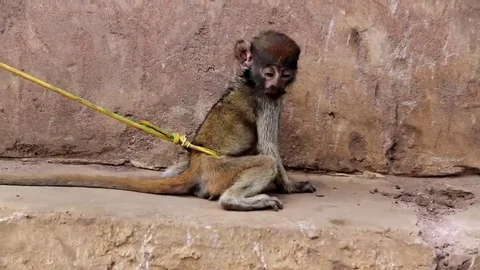 Baby Monkey Tied To A Rope Mistreat Anim... | Stock Video | Pond5