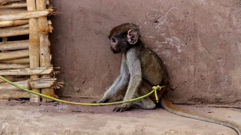 Baby Monkey Tied To A Rope Mistreat Anim... | Stock Video | Pond5