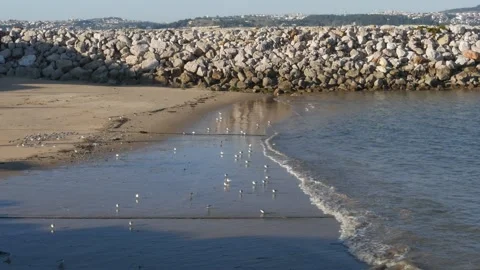 Baby Mourning Doves Stock Videos – Royalty-Free HD & 4K Videos | Pond5