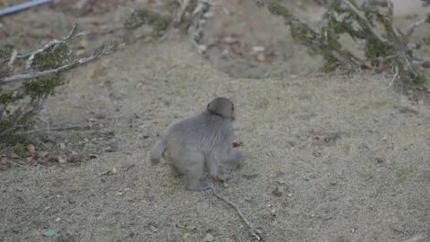 Baby Nihonzaru Japanese Macaque Running ... | Stock Video | Pond5
