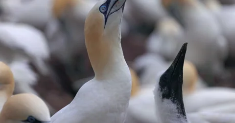 Coastal Close Baby Stock Videos – Royalty-Free HD & 4K Videos | Pond5