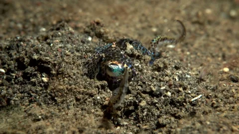 Baby octopus using sand to hide | Stock Video | Pond5