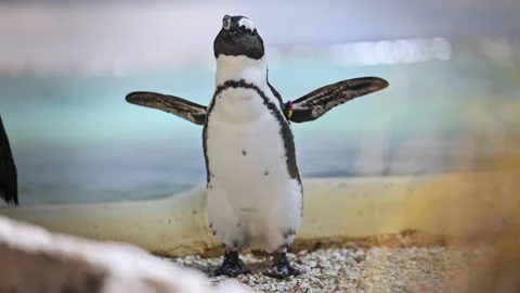 Penguin Viral Video Stock Videos – Royalty-Free HD & 4K Videos | Pond5
