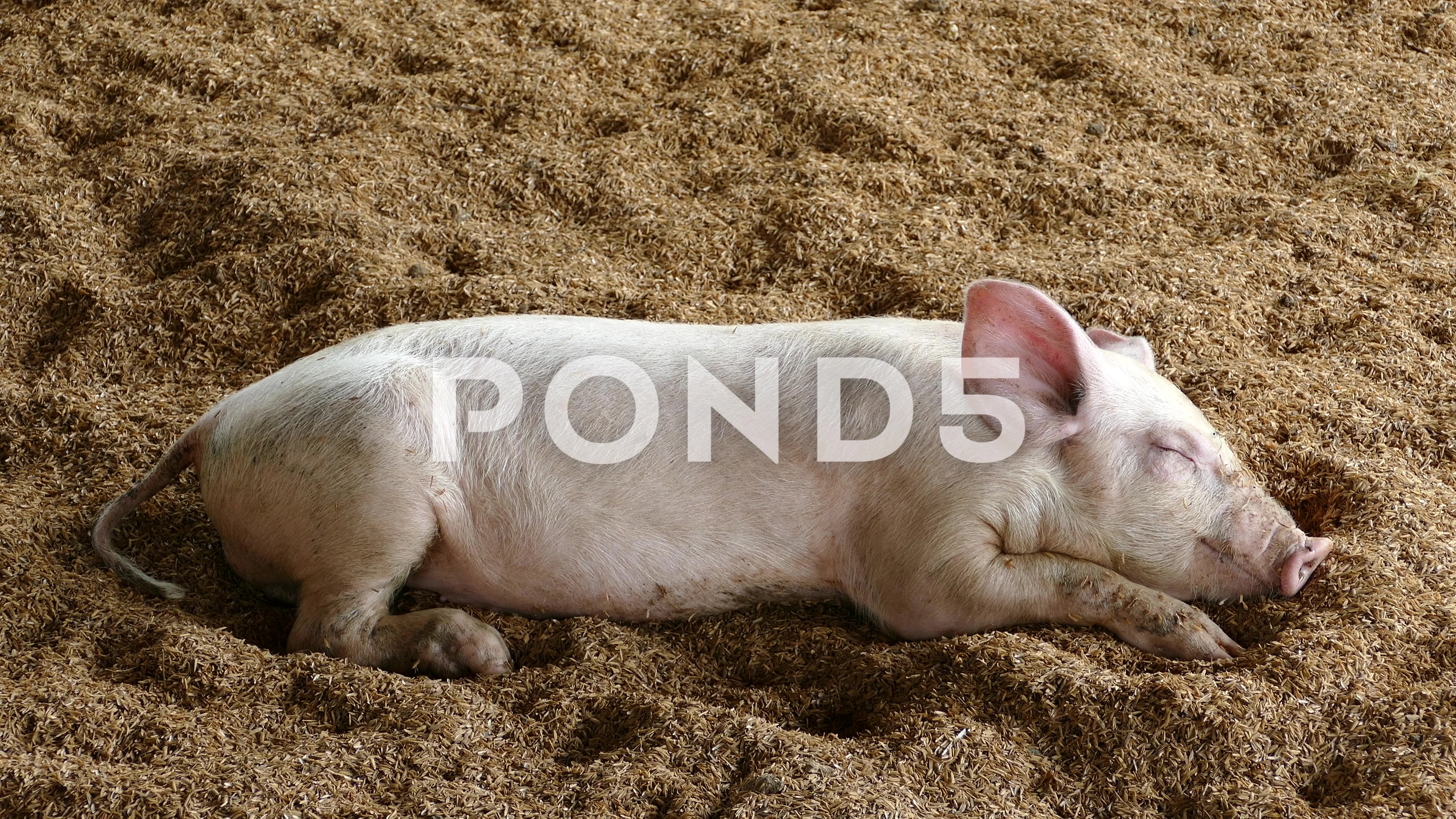 Baby Farm Animals Pink Pigs, Eyes Closed, Lay Sleeping, 44% OFF