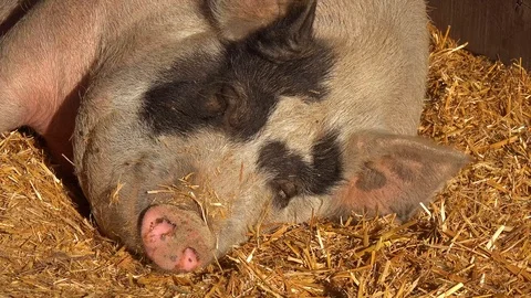 Mother Nurse Baby Stock Videos – Royalty-Free HD & 4K Videos | Pond5