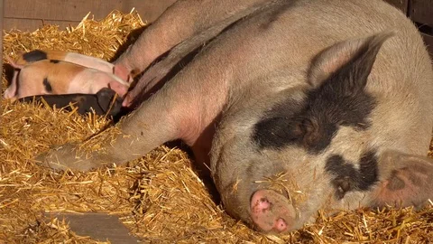 Mother Nurse Baby Stock Videos – Royalty-Free HD & 4K Videos | Pond5