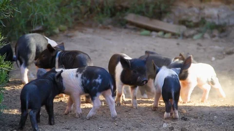 Pigs Running Stock Video Footage | Royalty Free Pigs Running Videos | Pond5