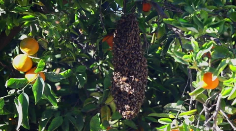 Baby_Bee999 Video Stock Videos – Royalty-Free HD & 4K Videos | Pond5