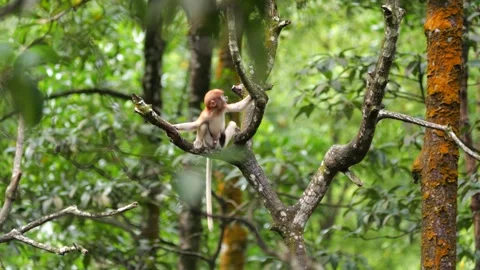 Baby Proboscis Monkey playing. The probo... | Stock Video | Pond5