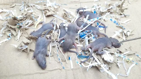 Rat Female Baby Stock Videos – Royalty-Free HD & 4K Videos