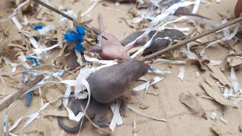 Rat Female Baby Stock Videos – Royalty-Free HD & 4K Videos