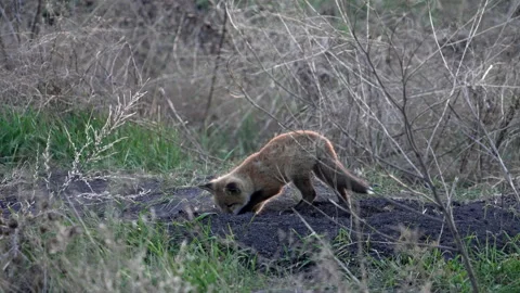Baby Red Fox kit digging in the dirt as ... | Stock Video | Pond5