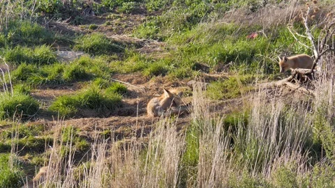 Foxes Hunting Stock Videos – Royalty-Free HD & 4K Videos