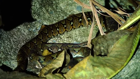 Baby Reticulated Python (Python reticula... | Stock Video | Pond5