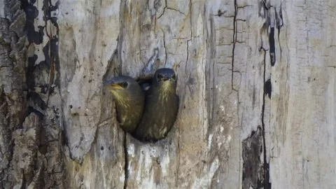 baby robins sitting in nest in round hol... | Stock Video | Pond5