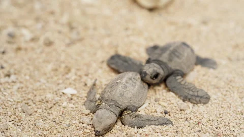 baby sea turtle hatching on beach, symbo... | Stock Video | Pond5
