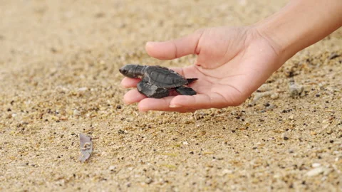 Release A Stock Videos – Royalty-Free HD & 4K Videos