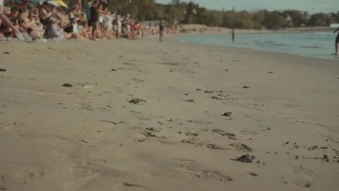 Baby Sea Turtle Released in Kuta Beach B... | Stock Video | Pond5