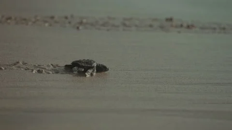 Baby Sea Turtle Released in Kuta Beach B... | Stock Video | Pond5