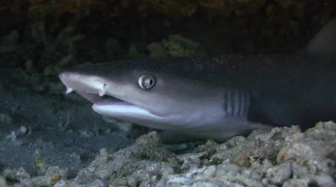 Baby Shark Stock Videos – Royalty-Free HD & 4K Videos | Pond5