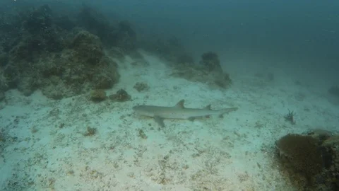 Baby Shark Background Stock Videos – Royalty-Free HD & 4K Videos