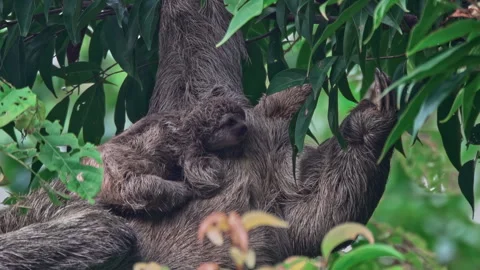 baby sloth clings to its mother, showcas... | Stock Video | Pond5