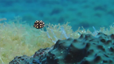 Trunkfish Stock Videos – Royalty-Free HD & 4K Videos | Pond5