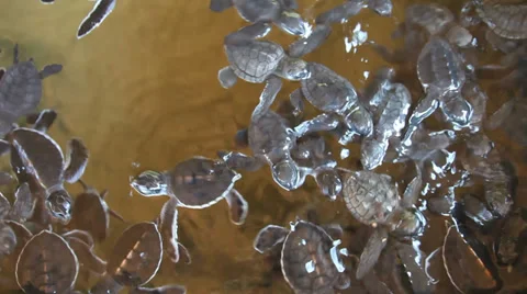 Baby turtles swimming in pool at Kosgoda... | Stock Video | Pond5