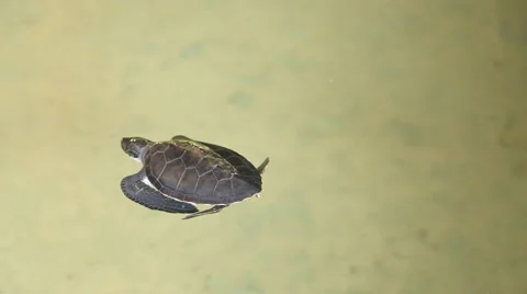 Baby turtles swimming in a pool at a tur... | Stock Video | Pond5