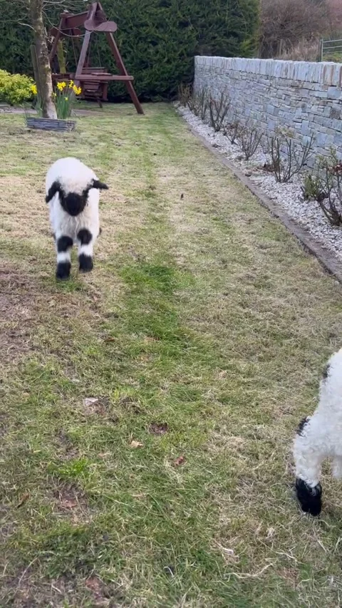 Baby Valais Blacknose Sheep Bouncing int... | Stock Video | Pond5