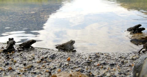 Toad Stock Videos – Royalty-Free HD & 4K Videos