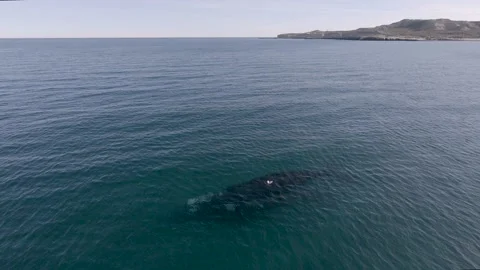 Baby Come Back Stock Videos – Royalty-Free HD & 4K Videos