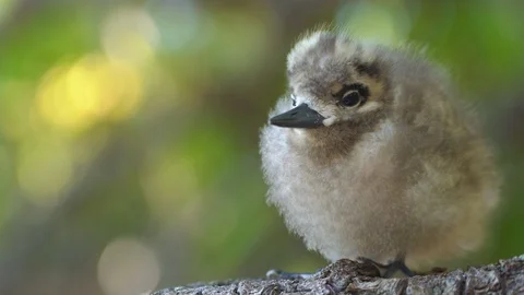 Baby White Tern Chick on a Tree Branch i... | Stock Video | Pond5