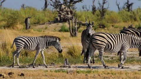 Baby zebra following its mother as they ... | Stock Video | Pond5
