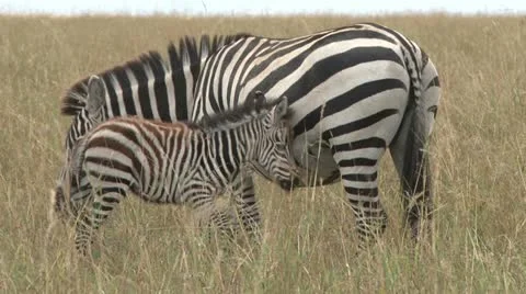 baby zebra tries to drink milk from moth... | Stock Video | Pond5