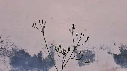 Baby's breath plant (Gypsophila Panicula... | Stock Video | Pond5