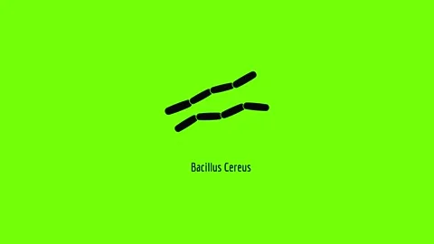 Bacillus cereus icon animation | Stock Video | Pond5