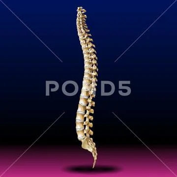 Back Bone - Vertebrae - Spine - Tailbone - Medical - Health - Graphic ...