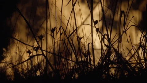 Australian Outback Night Stock Footage ~ Royalty Free Stock Videos | Pond5