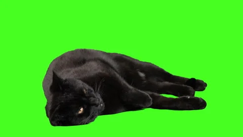 Back Ground Screens Stock Videos – Royalty-Free HD & 4K Videos | Pond5