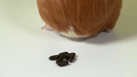 Pooping Video Real Stock Videos – Royalty-Free HD & 4K Videos