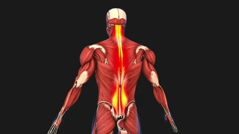 Back Pain Animation Stock Videos – Royalty-Free HD & 4K Videos | Pond5