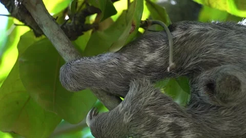 Back side of a three toed sloth climbing... | Stock Video | Pond5