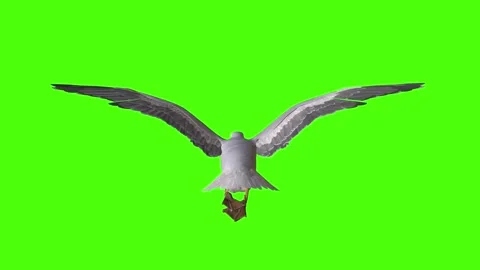 back side view seagull flying loop chrom... | Stock Video | Pond5