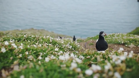 Back View Of An Atlantic Puffin Standing... | Stock Video | Pond5