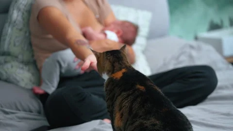 Back view of curious tabby cat getting s... | Stock Video | Pond5