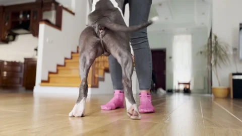 Back Hind Leg Stock Videos – Royalty-Free HD & 4K Videos | Pond5