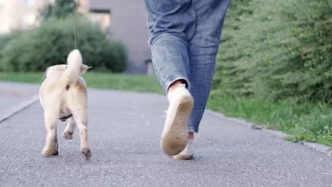 Back view of funny walk Pug puppy walkin... | Stock Video | Pond5