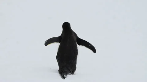 Back View Of Gentoo Penguin Walking On S... | Stock Video | Pond5