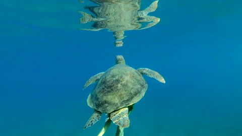 Back view, Green Sea Turtle with Remora ... | Stock Video | Pond5